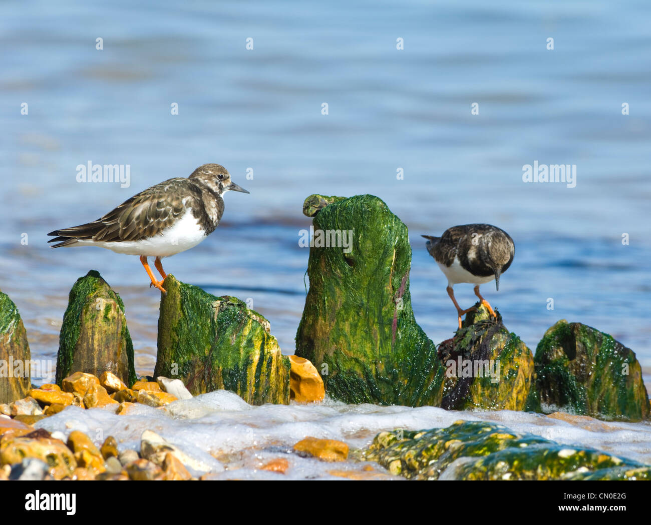 Ruddy turnstone hi-res stock photography and images - Alamy