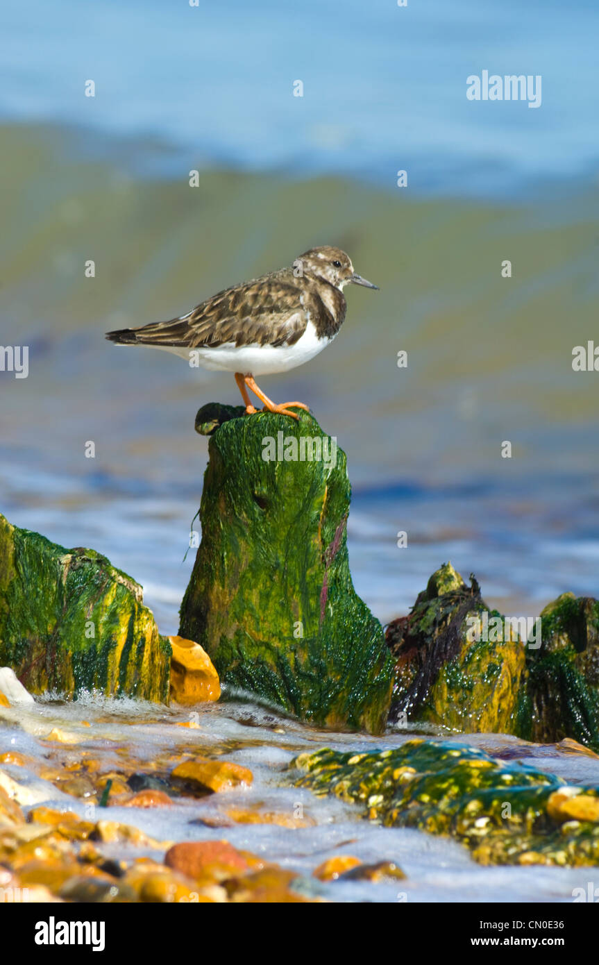 Ruddy turnstone birds hi-res stock photography and images - Alamy