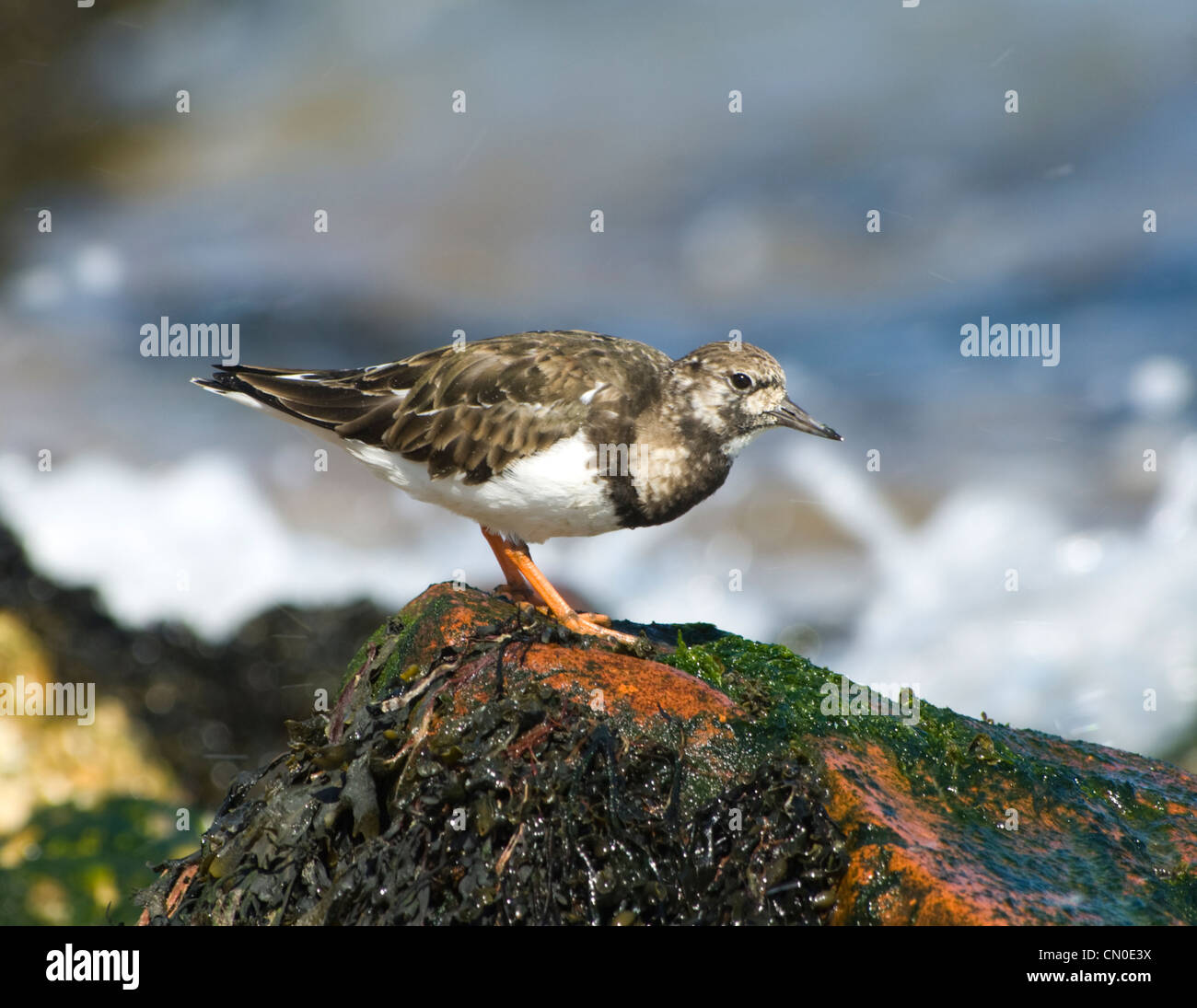 Ruddy Turnstone (Arenaria interpres) - Lepe Hampshire UK Stock Photo ...