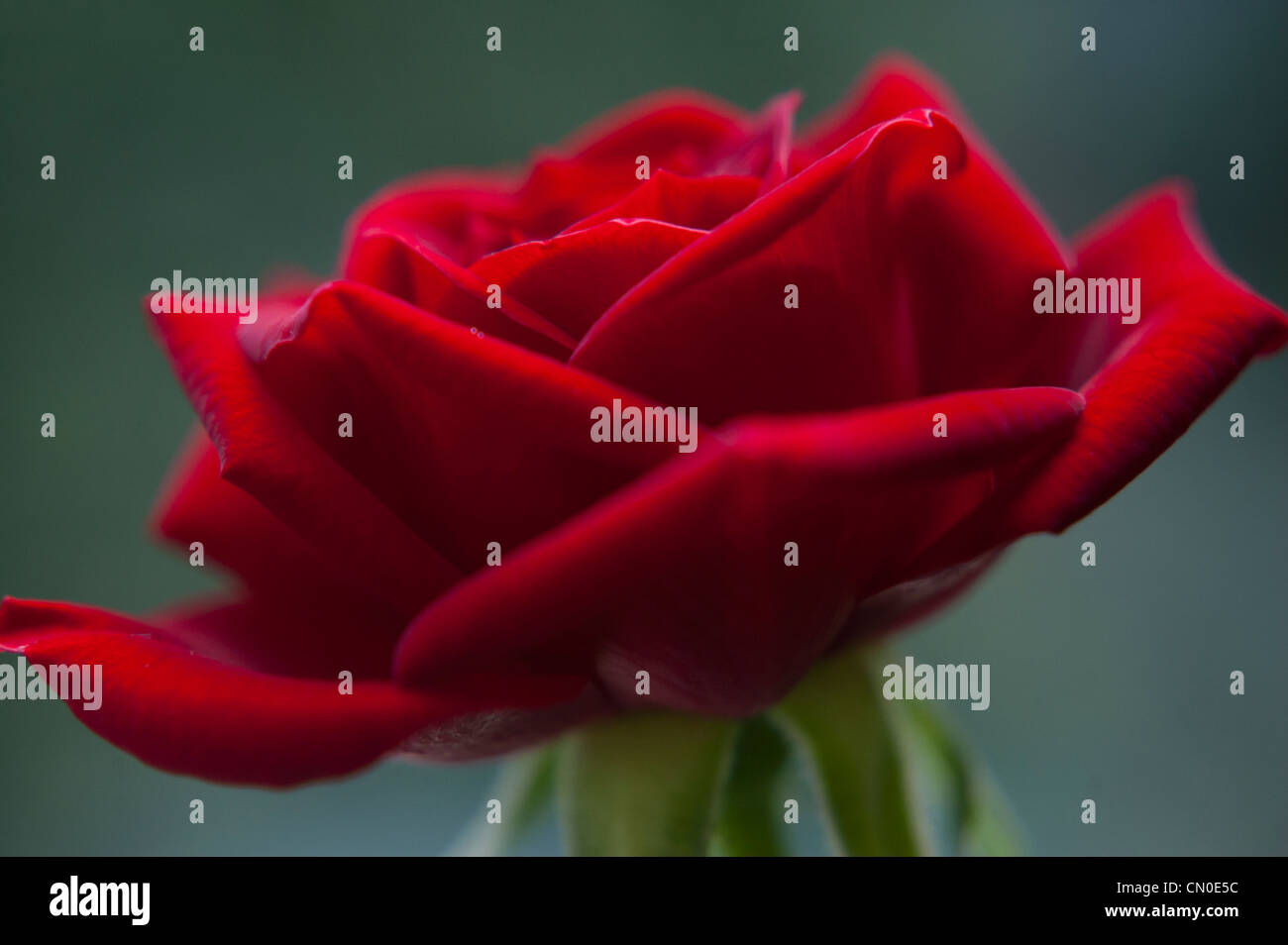 A red rose flower Stock Photo - Alamy