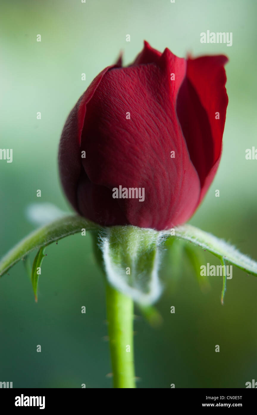 A red rose flower Stock Photo - Alamy