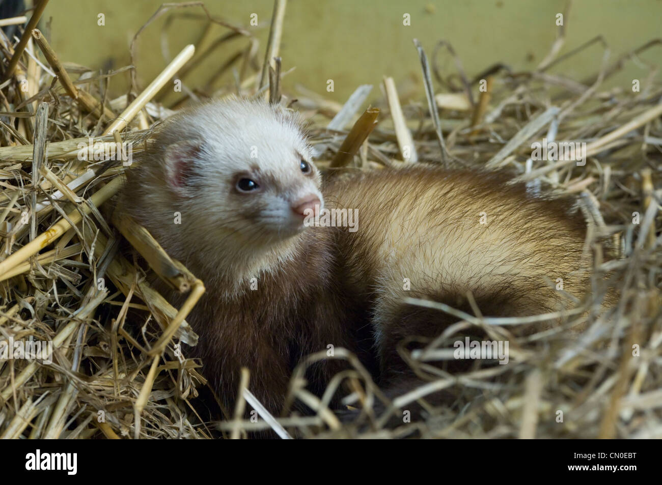 Mustela putorius furo hi-res stock photography and images - Alamy