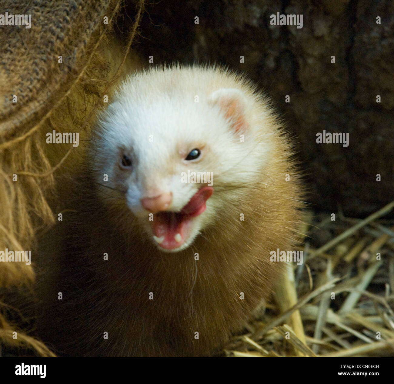 Mustela putorius furo hi-res stock photography and images - Alamy