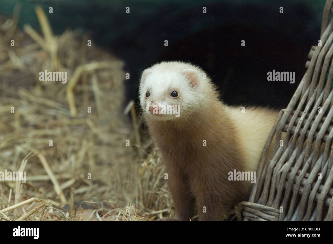 Domestic Ferret (Mustela putorius furo) Captive Stock Photo - Alamy