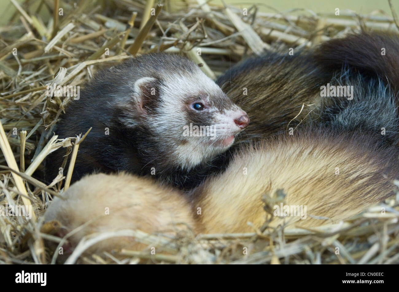 European Ferret / Polecat (Mustela putorius) Captive Stock Photo - Alamy