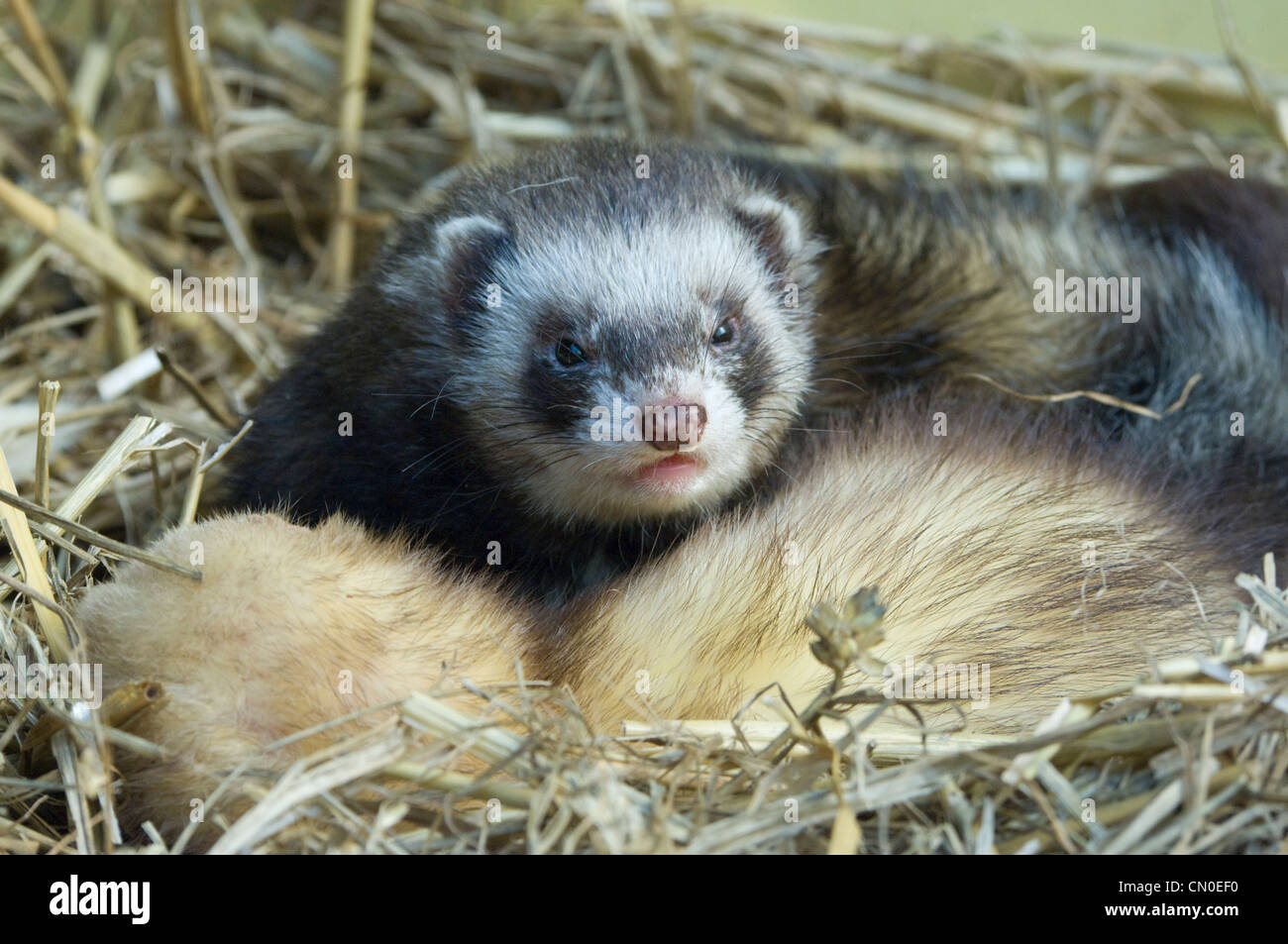 Polecat ferret hi-res stock photography and images - Alamy