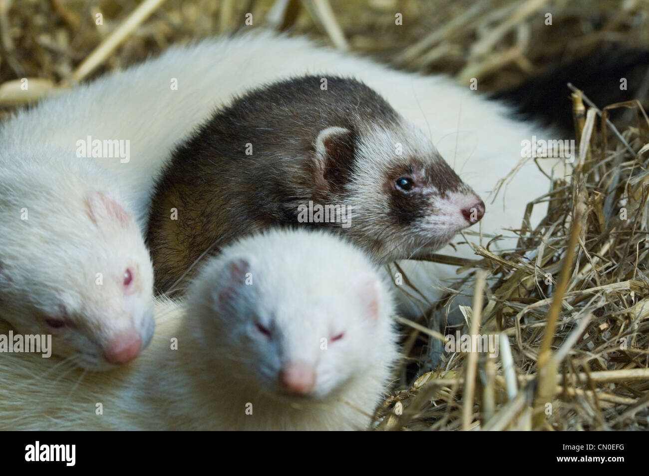 Polecat ferret hi-res stock photography and images - Alamy