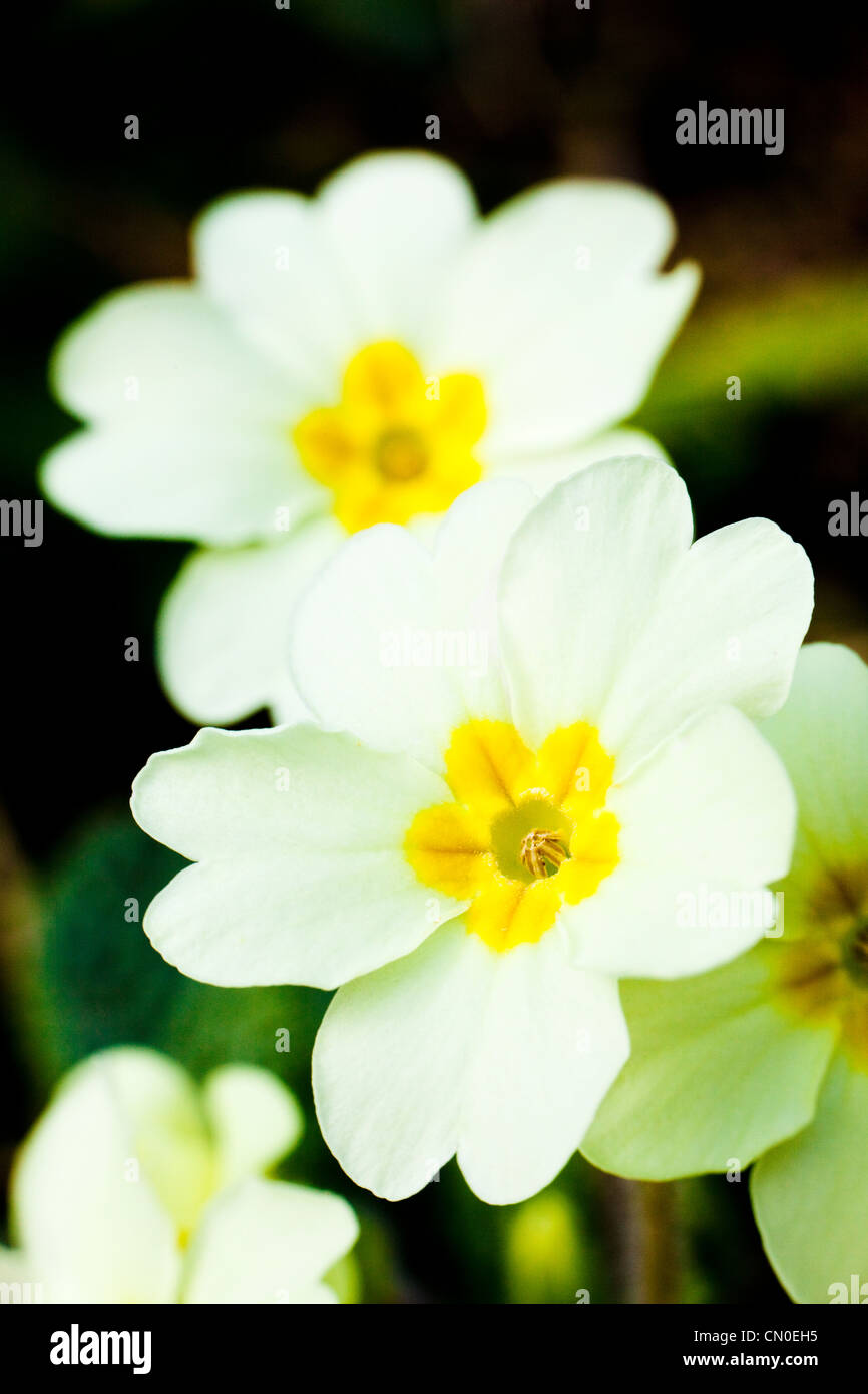Primrose (Primula vulgaris) flowers, Kent, UK, spring Stock Photo - Alamy