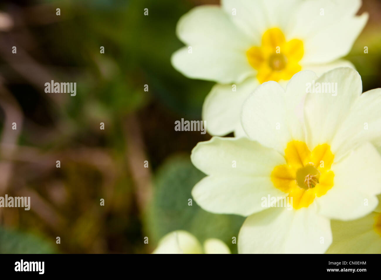 Primrose (Primula vulgaris) flowers, Kent, UK, spring Stock Photo - Alamy