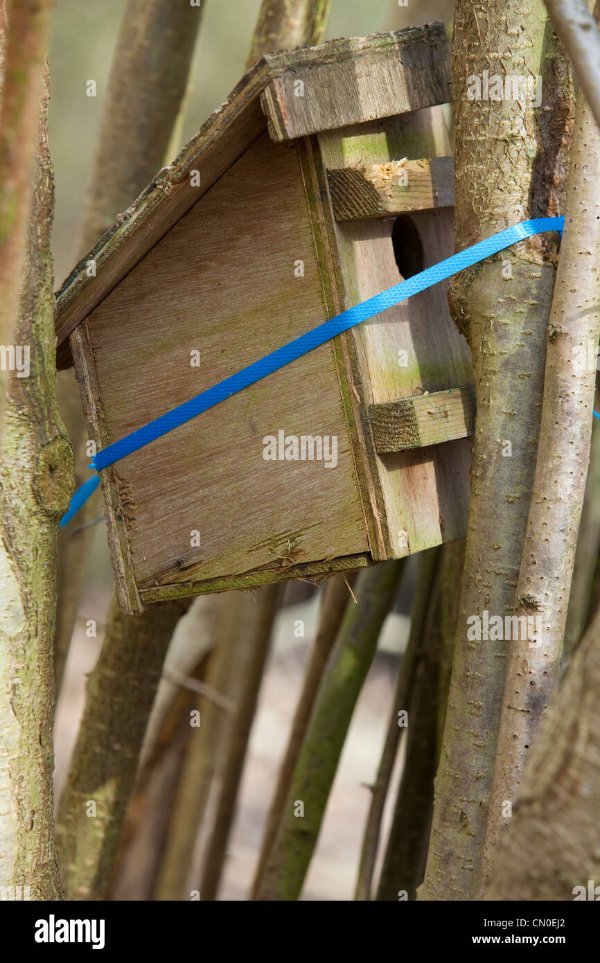 Hazel doormouse nest box hi-res stock photography and images - Alamy