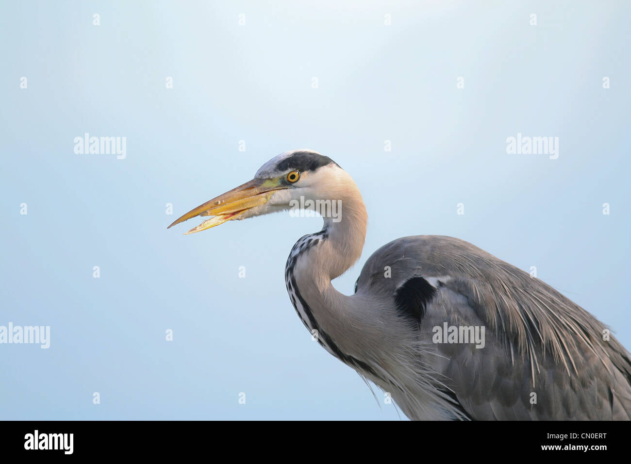 Broken beak hi-res stock photography and images - Alamy