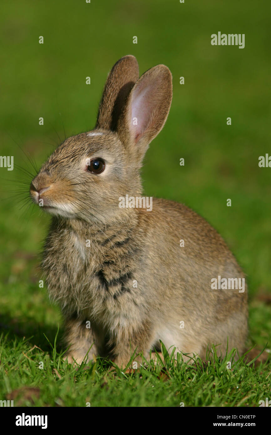 Cute Bunny Rabbit Close-up in Grass Stock Photo - Alamy