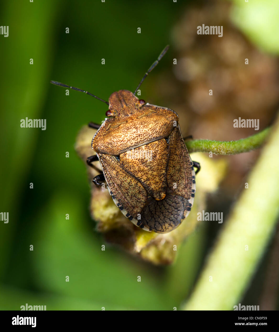Brown shield bug (Dictyotus caenosus), dorsal view Stock Photo - Alamy