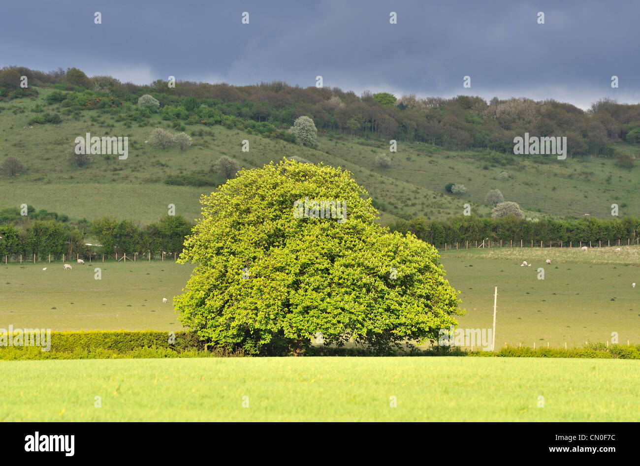 Ivinghoe village hi-res stock photography and images - Alamy