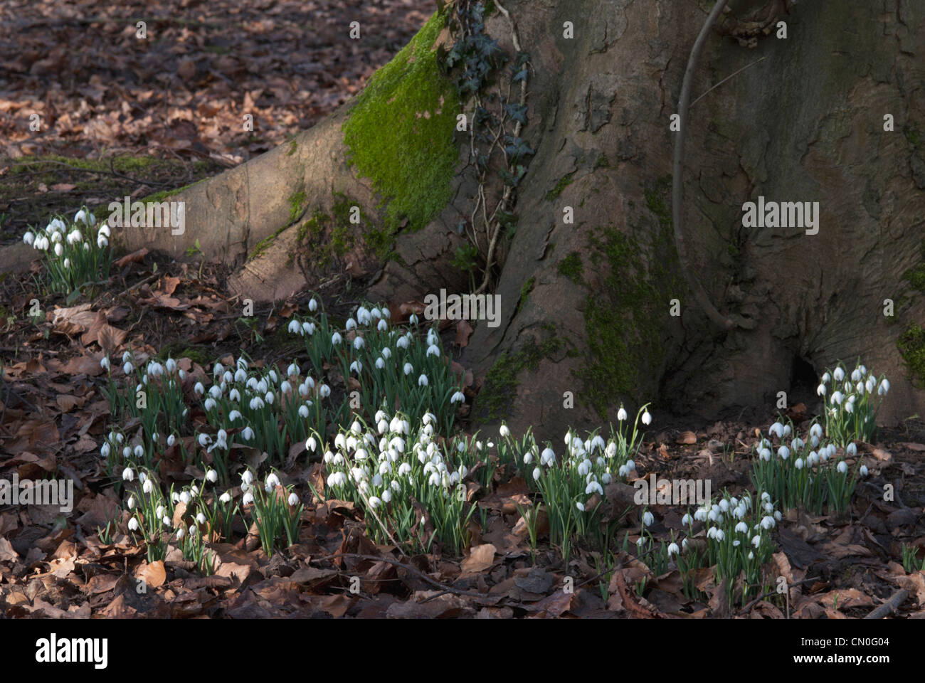 Snowdrop tree hi-res stock photography and images - Alamy
