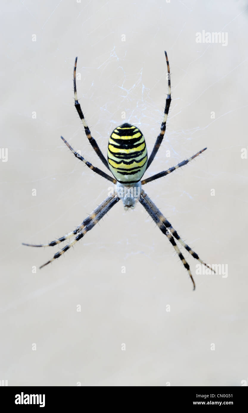 Wasp spider, Mazovia region, Poland Stock Photo - Alamy