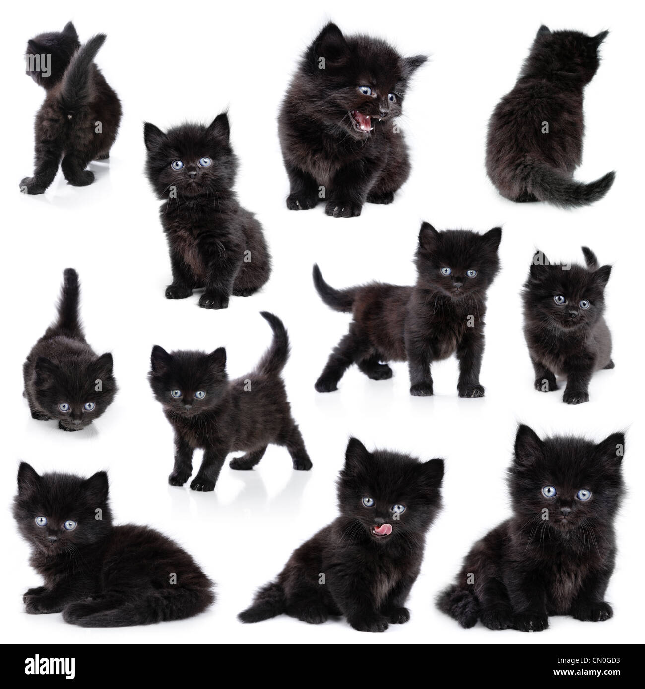 Black little kitten, collection Stock Photo - Alamy