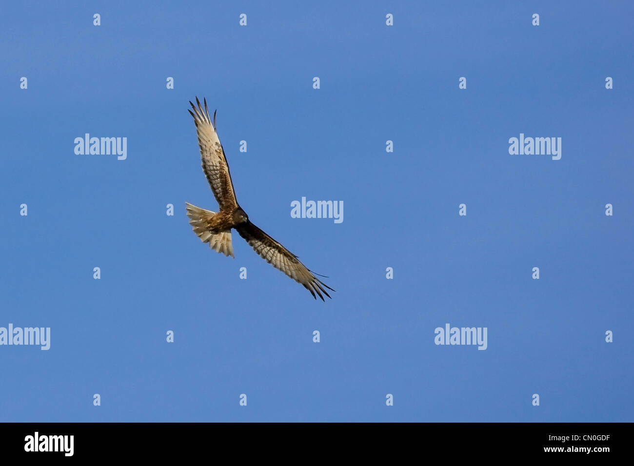 Swamp harrier ( Circus approximans ) flying in a blue sky Stock Photo ...