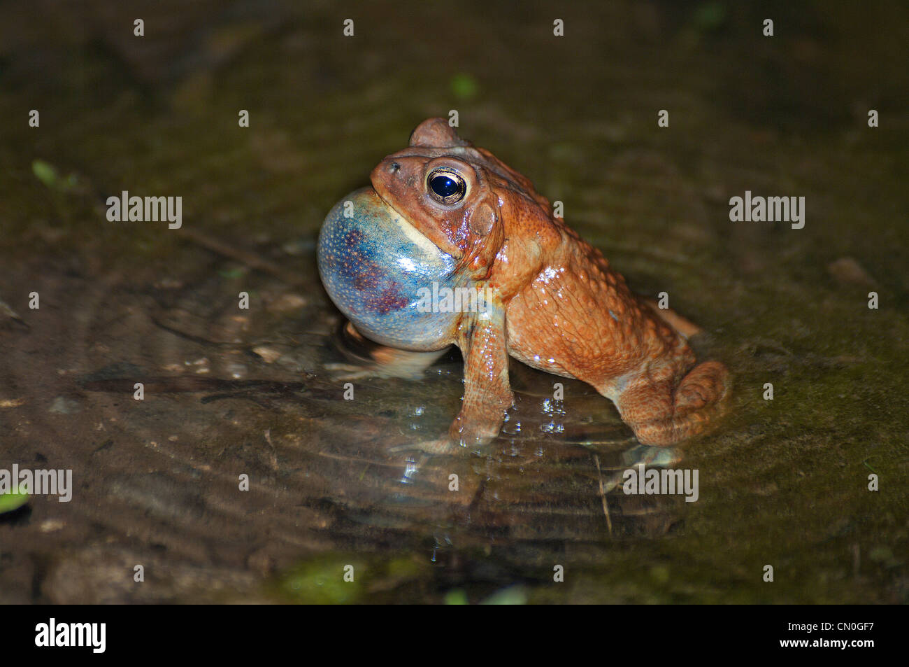Dwarf American Toad, Bufo americanus charlesmithi Stock Photo - Alamy