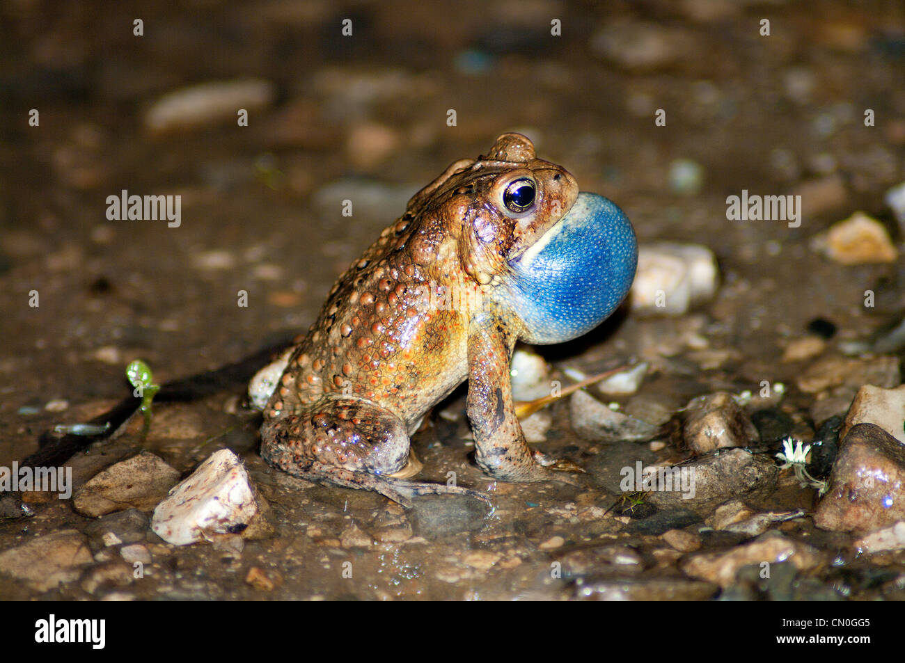 American toad calling hi-res stock photography and images - Alamy