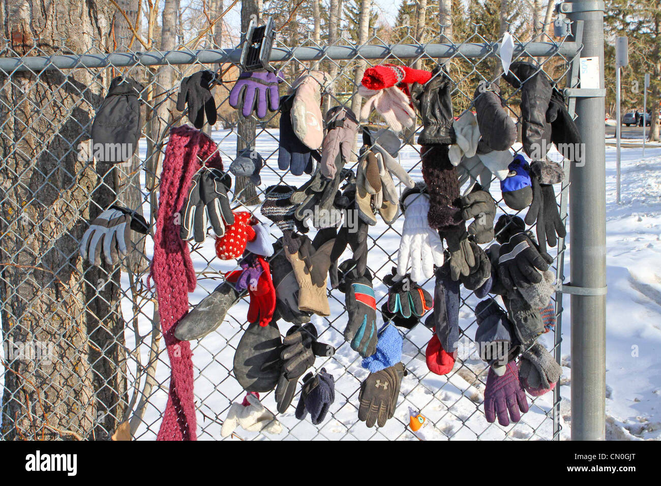 Lost mittens and hats by a park pathway attached to a chain link fence ...