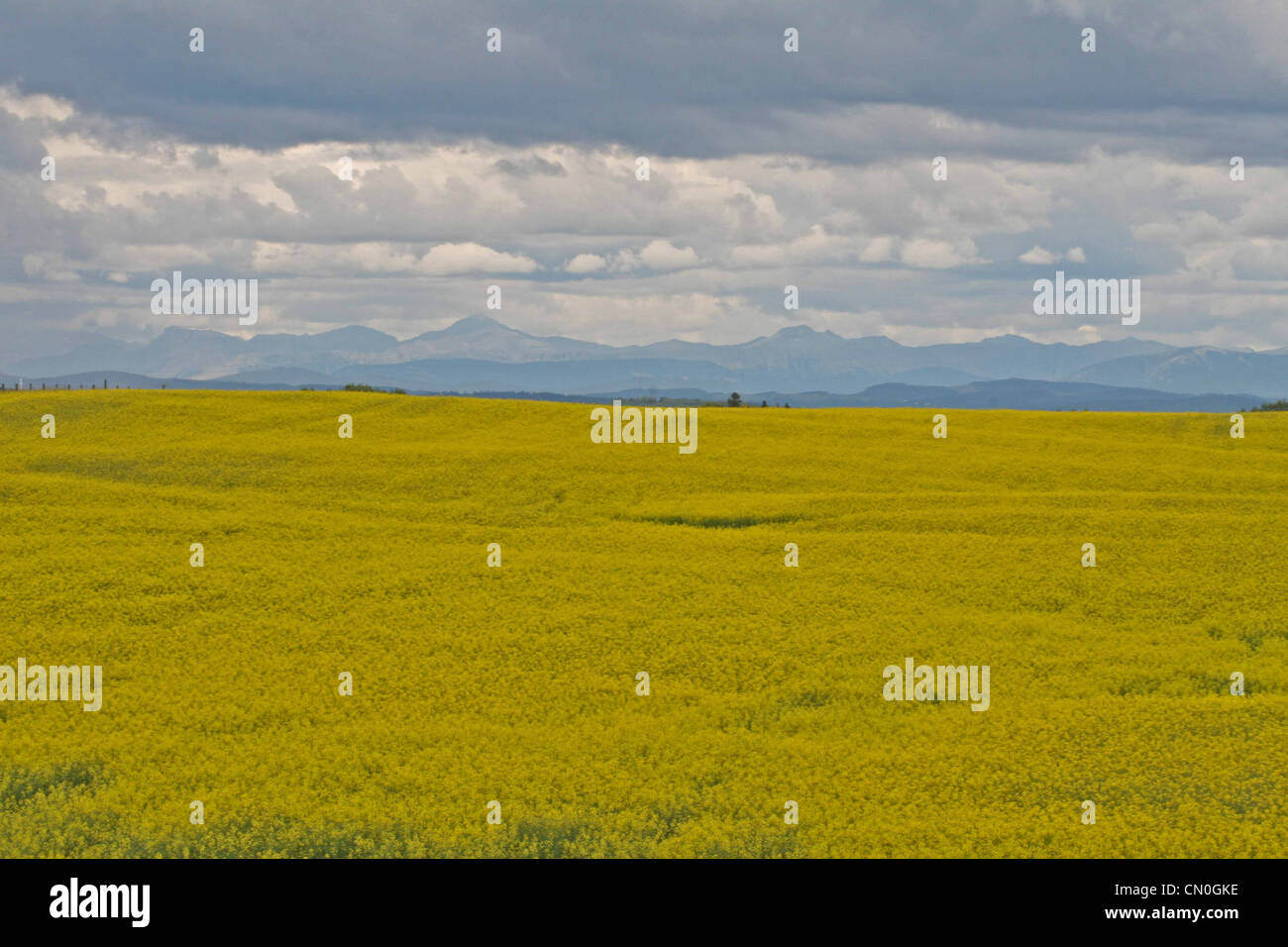 Modern Prairie grain farm near the Canadian Rocky Mountains. Field of ...