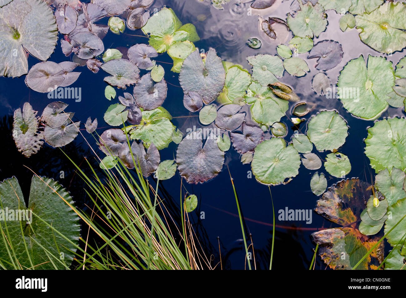 Lilly pads in pond Stock Photo - Alamy