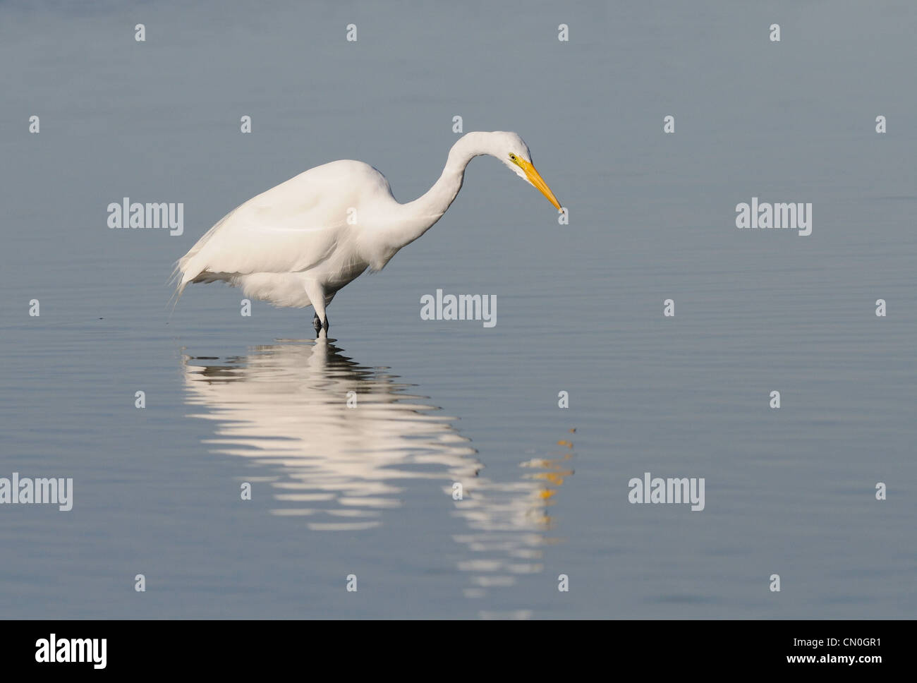 Southern florida wetlands white egret hi-res stock photography and ...