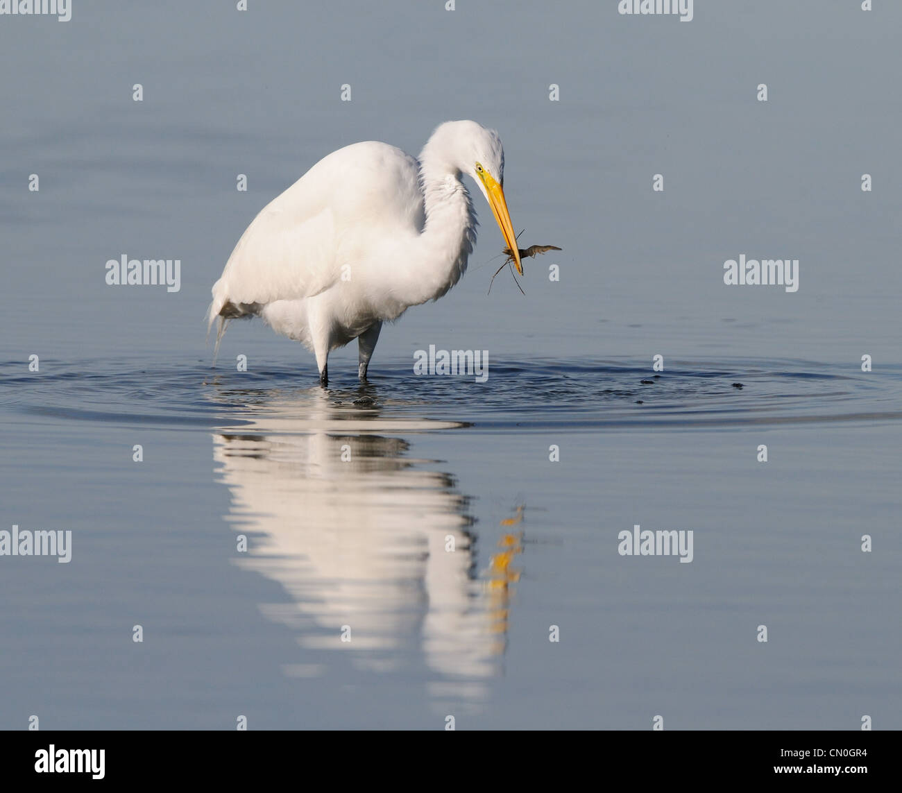 Great White Egret sticking his neck out in front of bushes in the ...