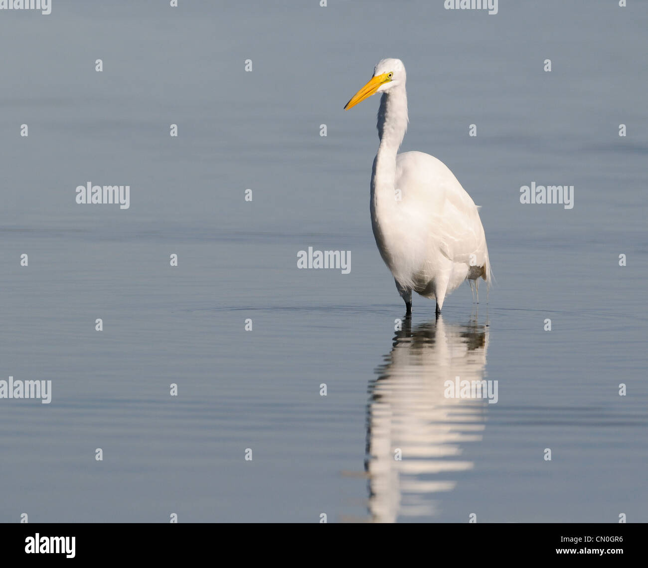 Great White Egret sticking his neck out in front of bushes in the ...