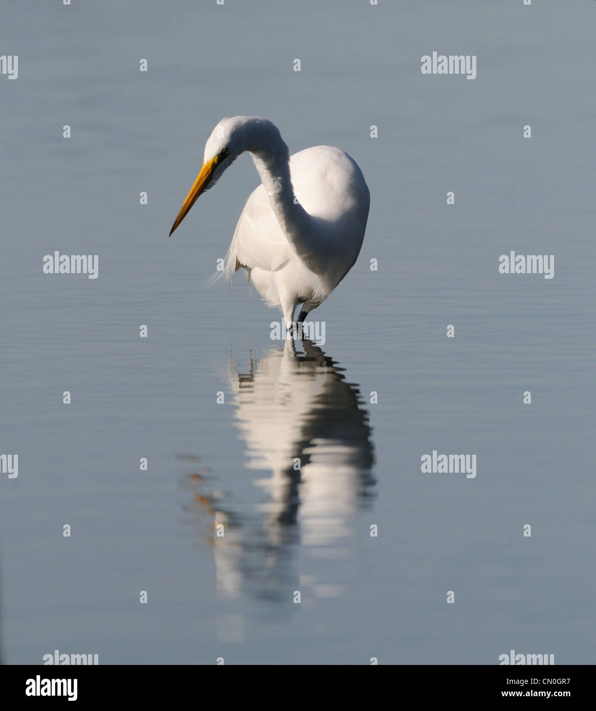 Great White Egret sticking his neck out in front of bushes in the ...