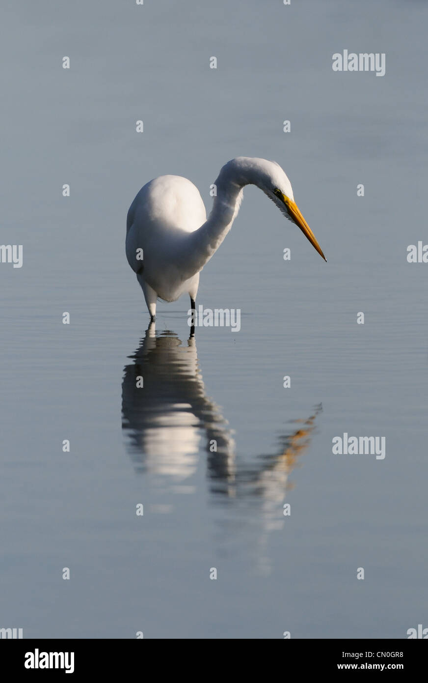 Great White Egret sticking his neck out in front of bushes in the ...