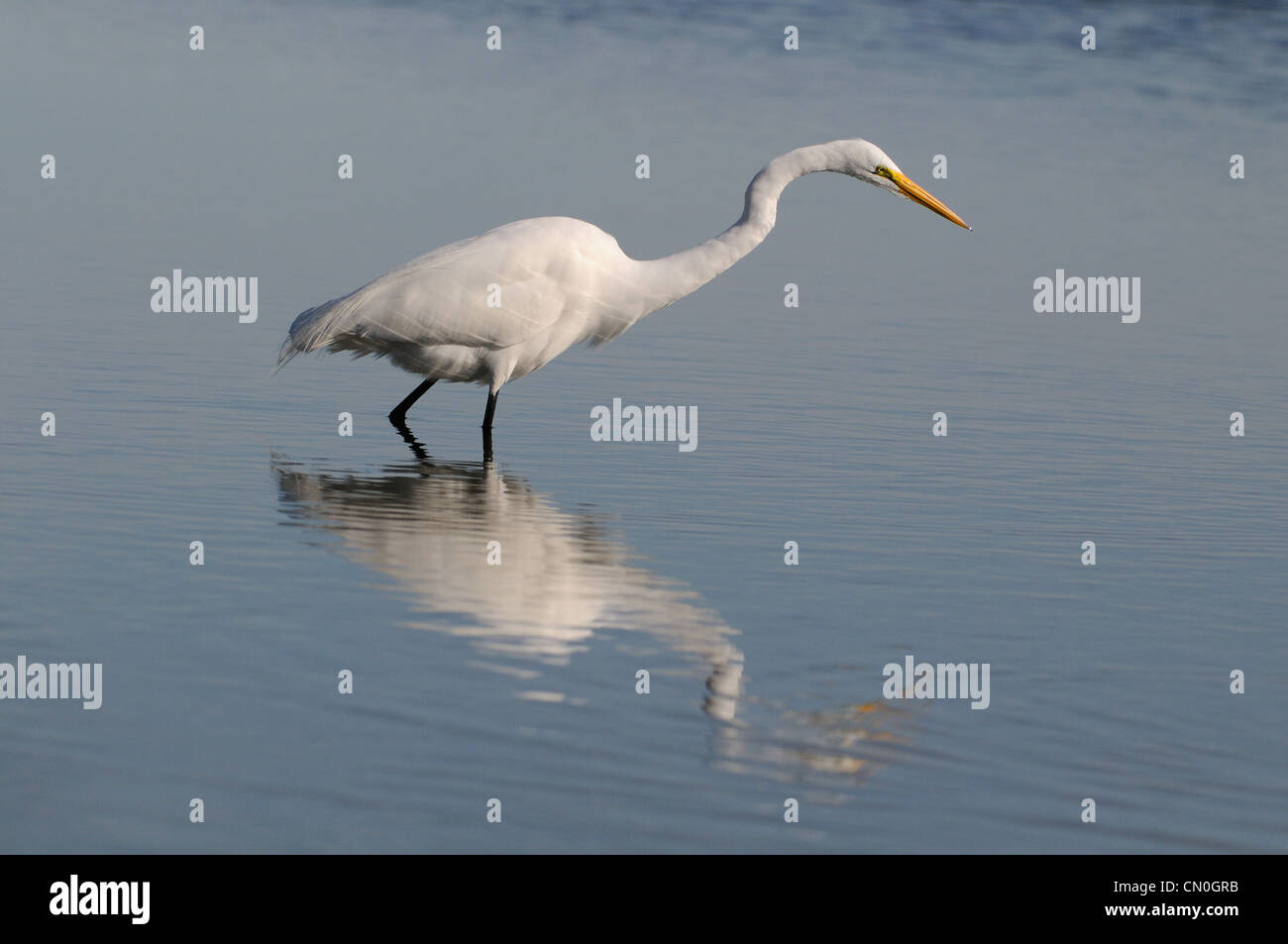 Great White Egret sticking his neck out in front of bushes in the ...