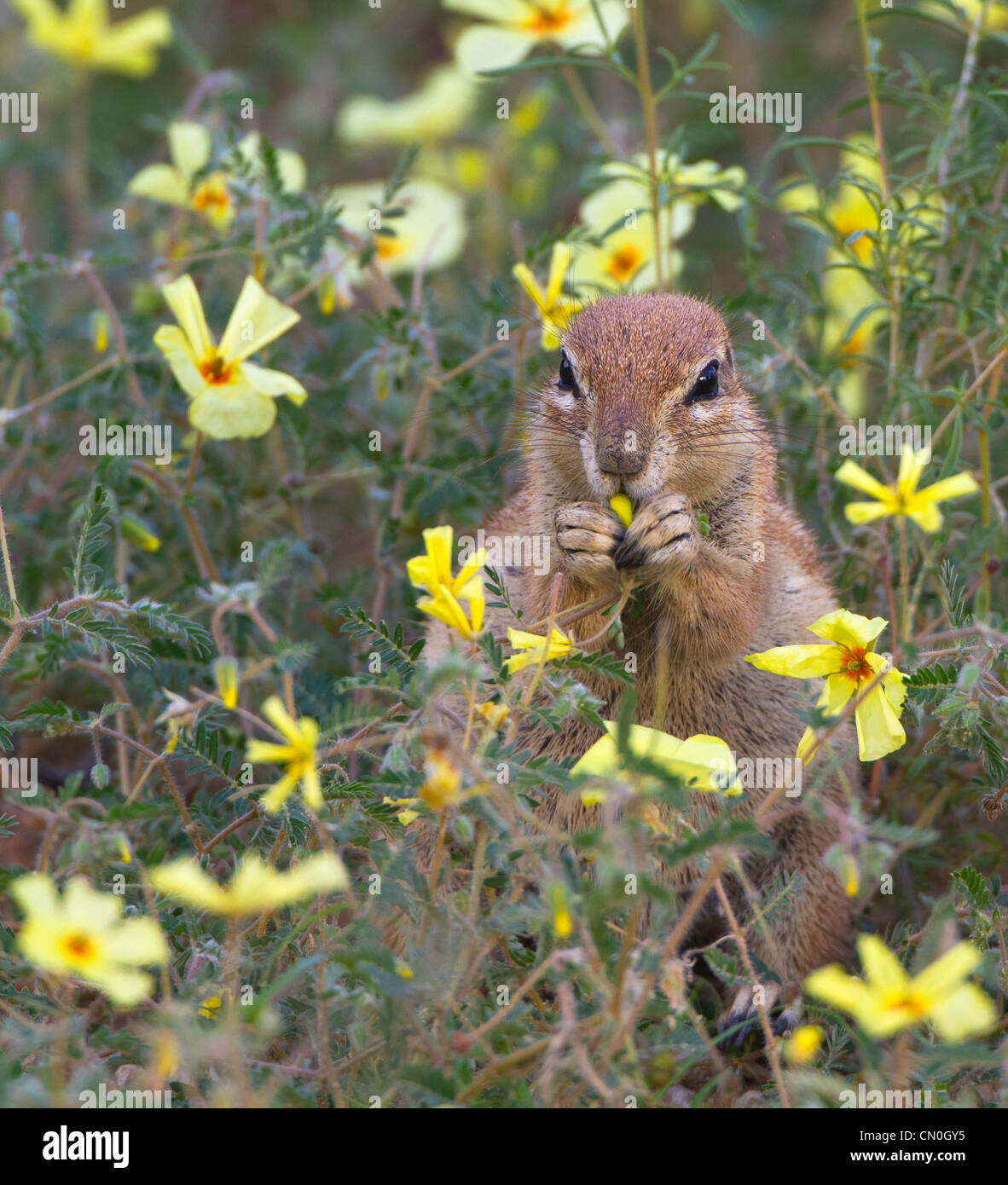 ground squirrel feeding Stock Photo - Alamy