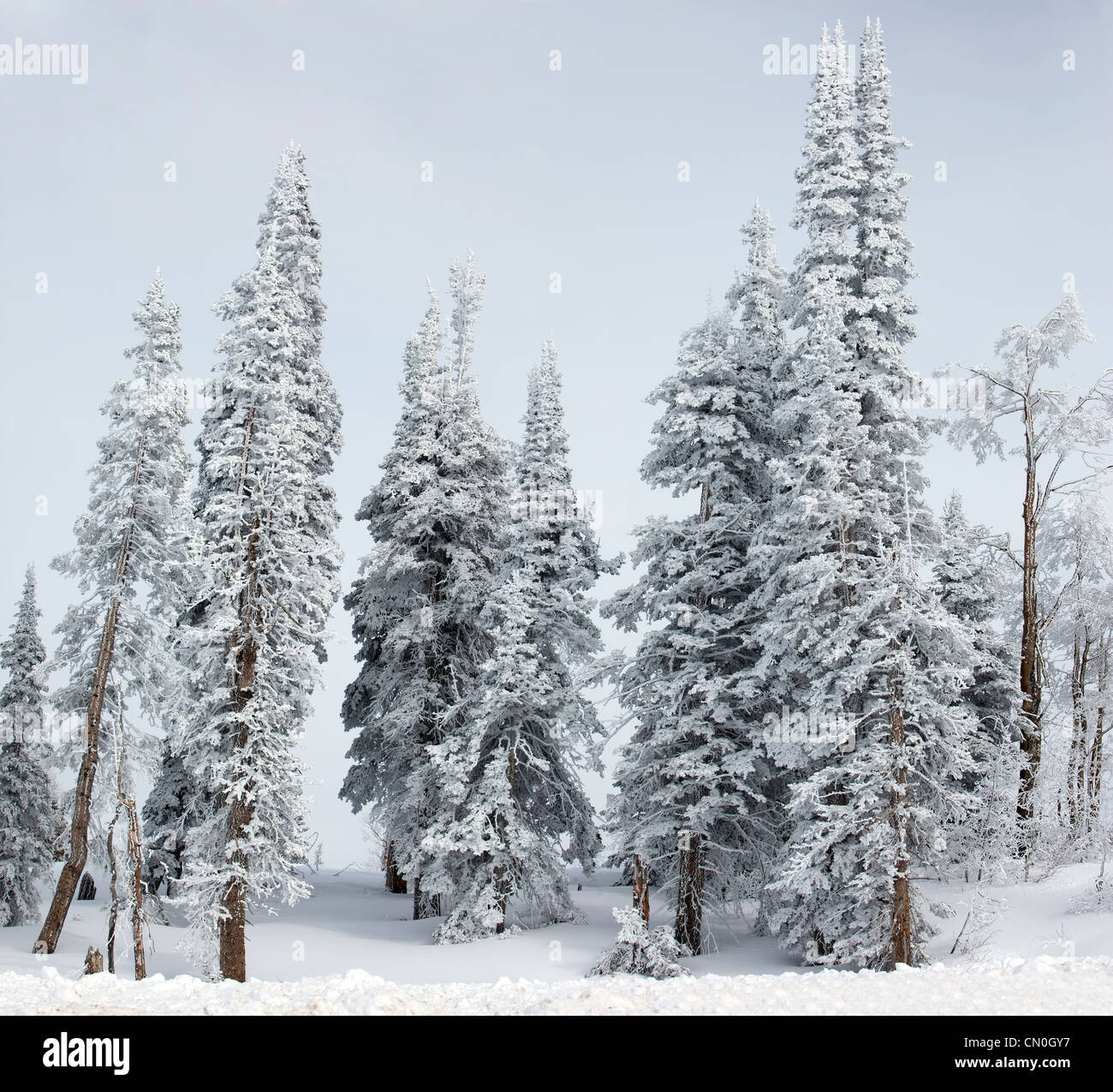 Utah Lasal Mountain forest, pine trees in winter with heavy snow Stock ...