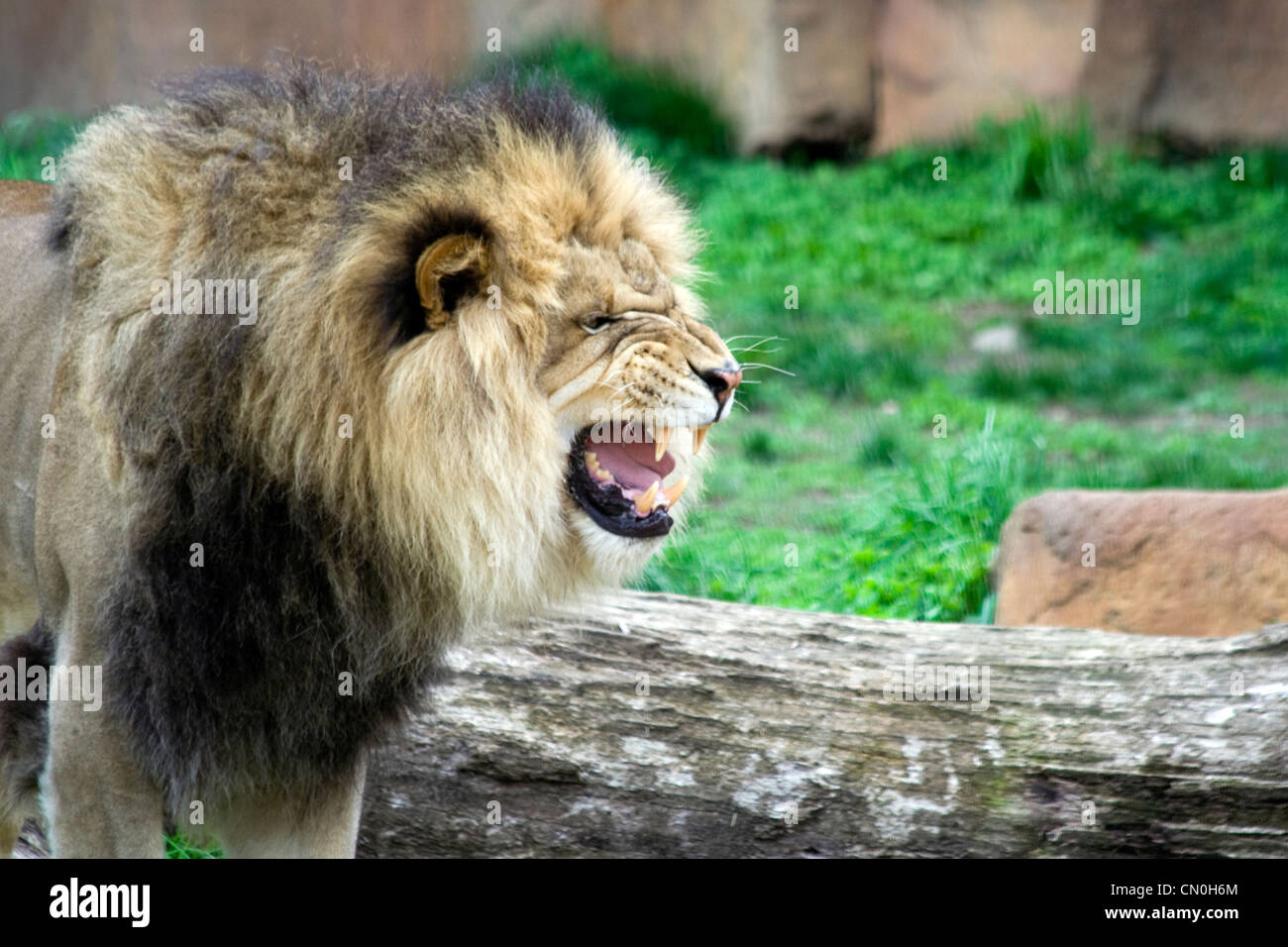 Angry Male Lion Stock Photo - Alamy