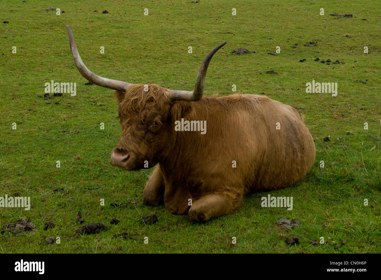 Highland bull with big horns lying in pasture Stock Photo - Alamy