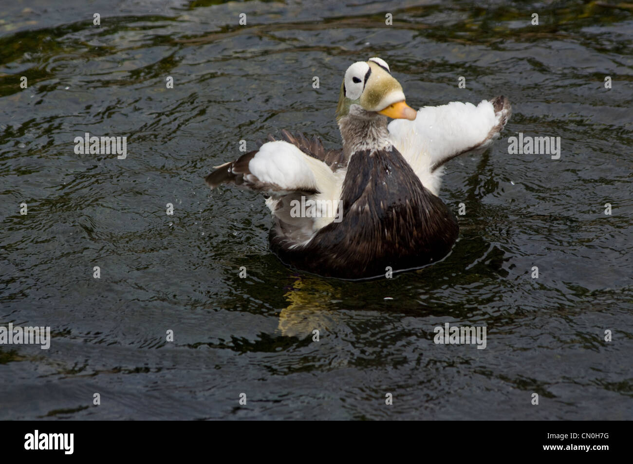 Spectacled Eider flapping wings on water Stock Photo - Alamy