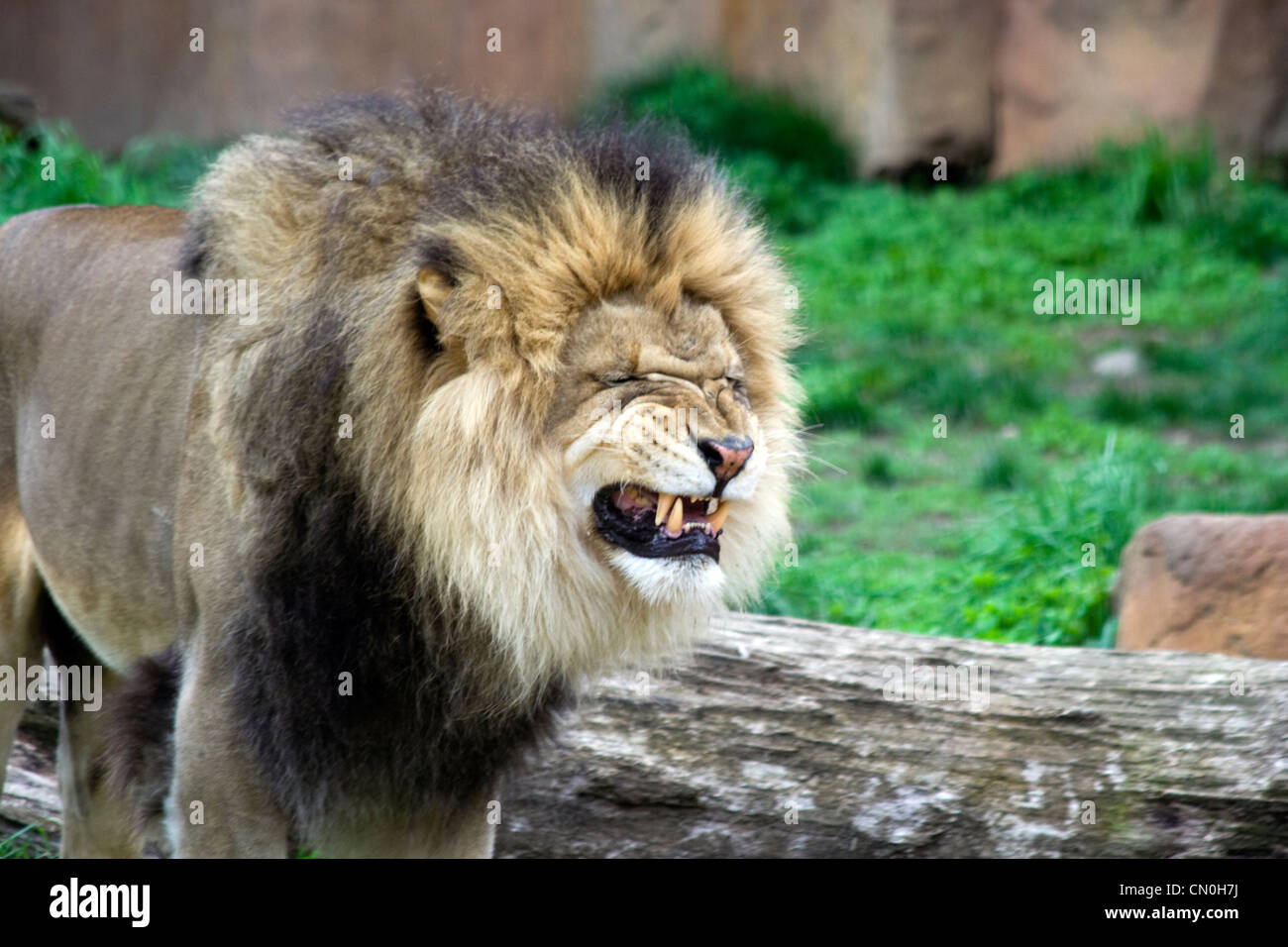 Angry Male Lion Stock Photo - Alamy