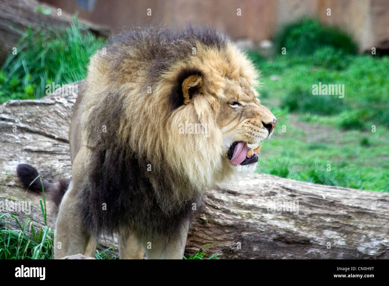 Picture of male lion hi-res stock photography and images - Alamy