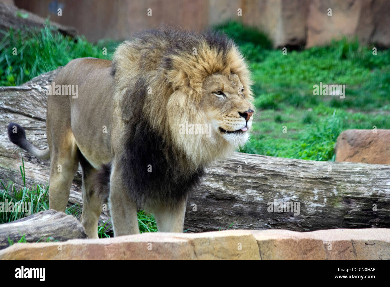 Picture of male lion hi-res stock photography and images - Alamy
