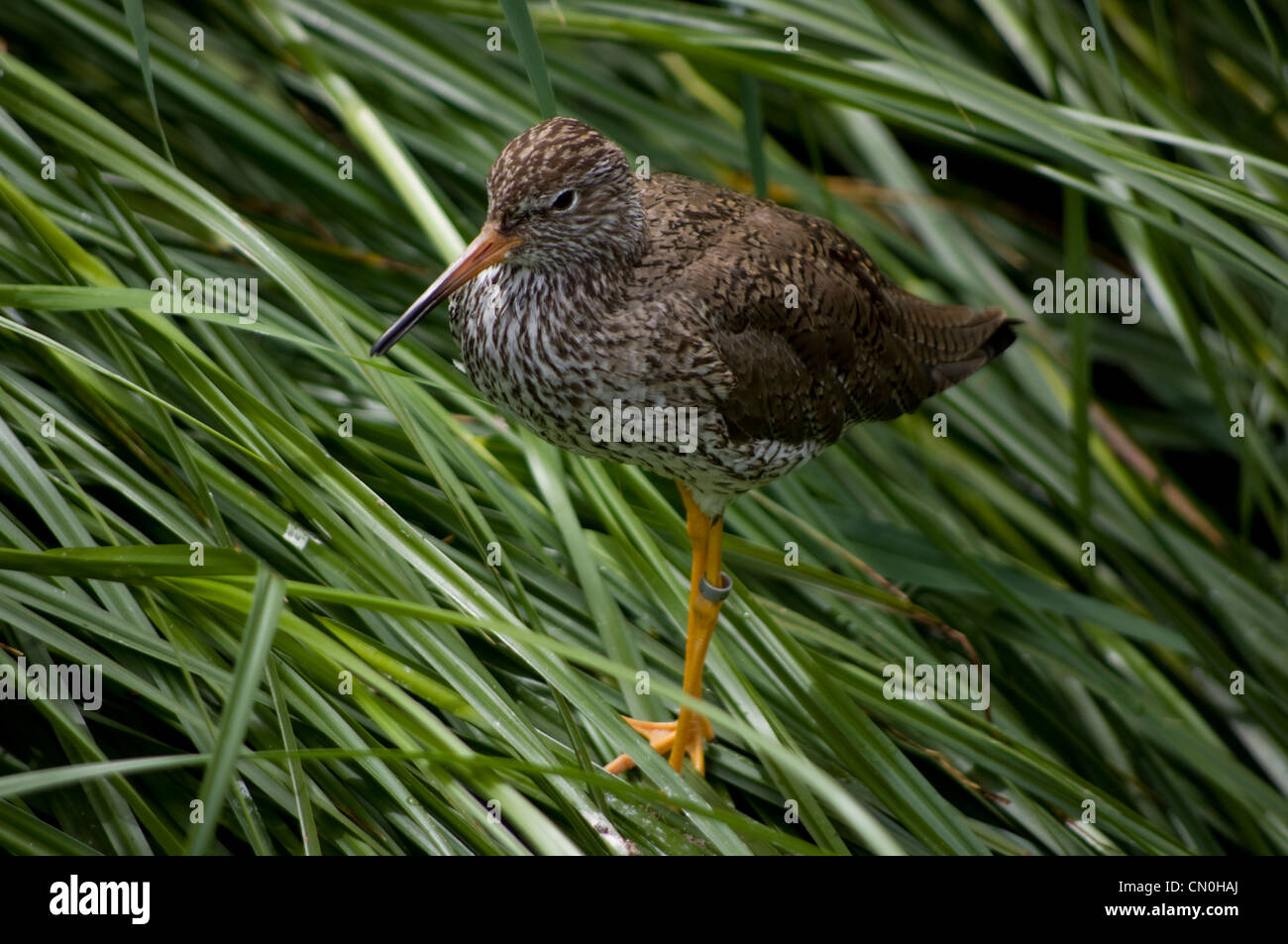 Juvenile Redshank walking amongst reeds Stock Photo - Alamy