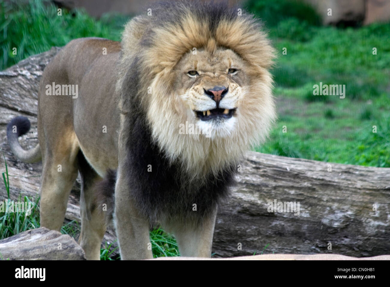 Picture of male lion hi-res stock photography and images - Alamy