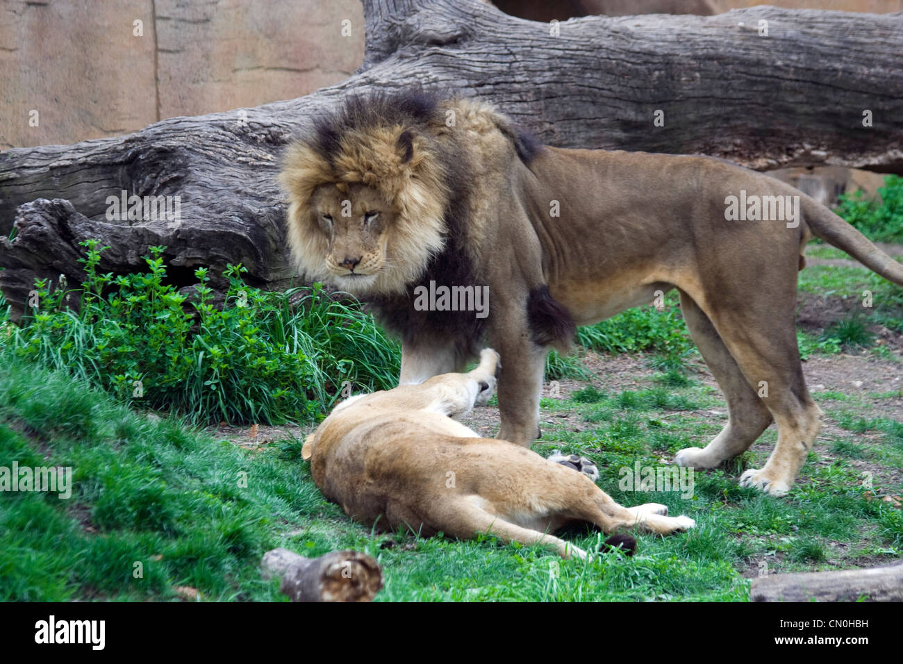Digital lions hi-res stock photography and images - Alamy