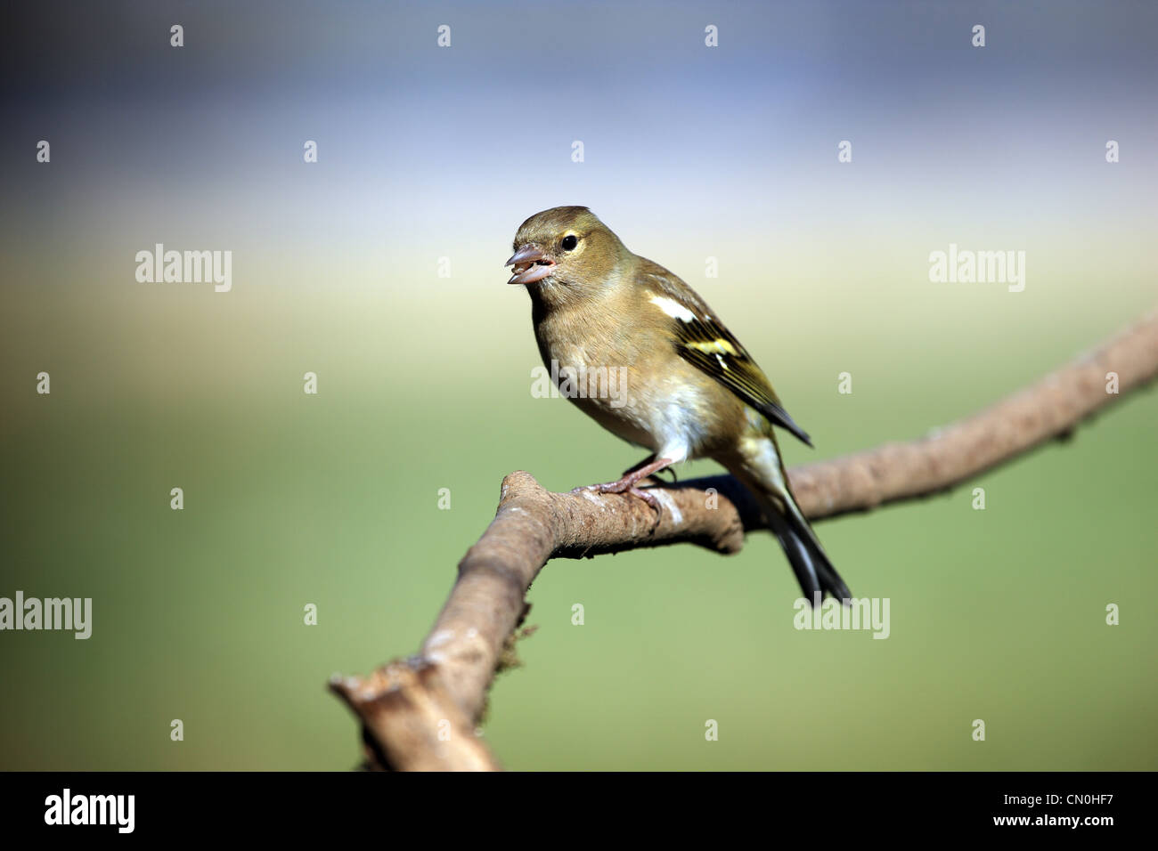 Female Chaffinch Uk High Resolution Stock Photography and Images - Alamy