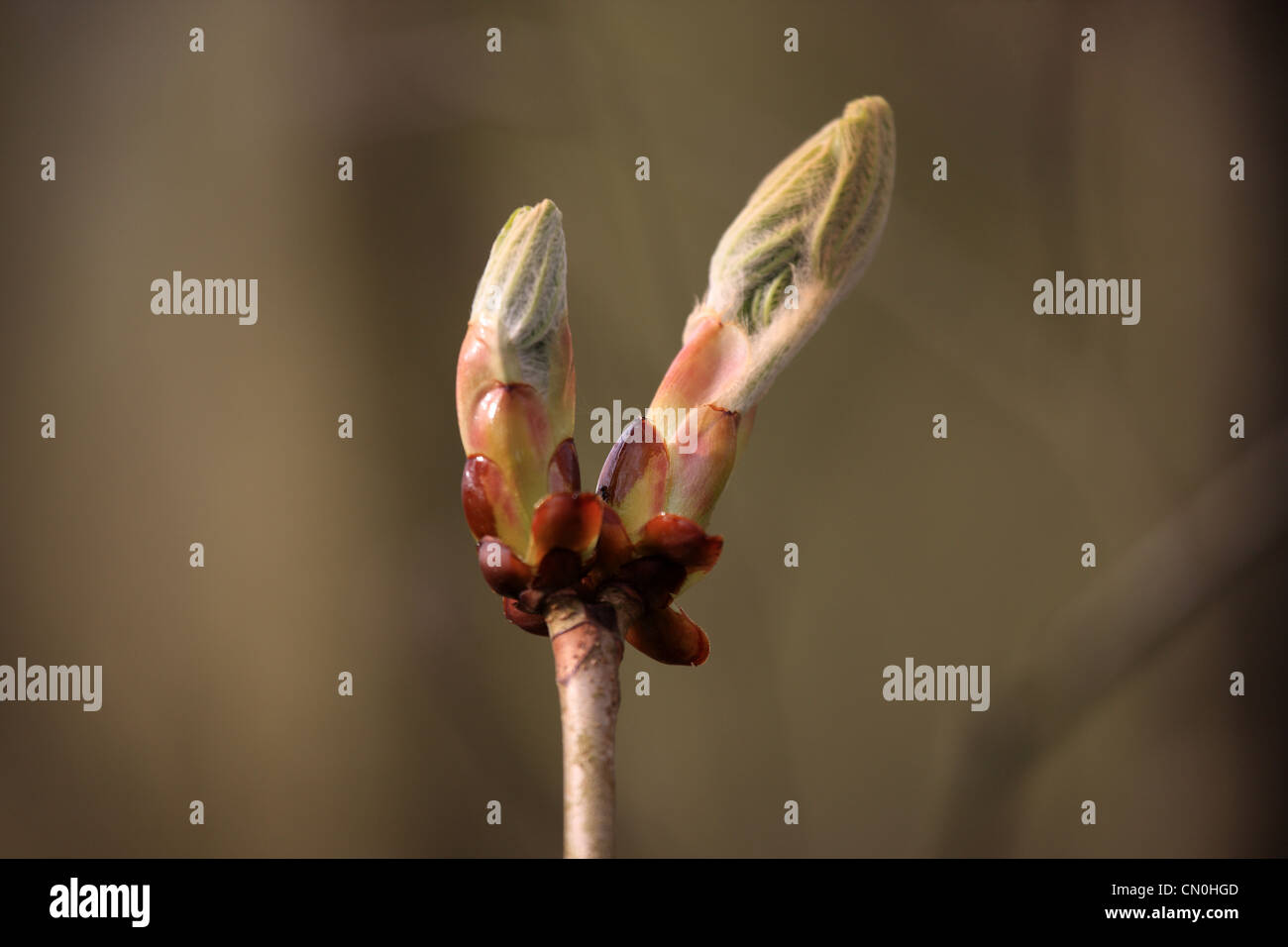 Spring buds uk hi-res stock photography and images - Alamy