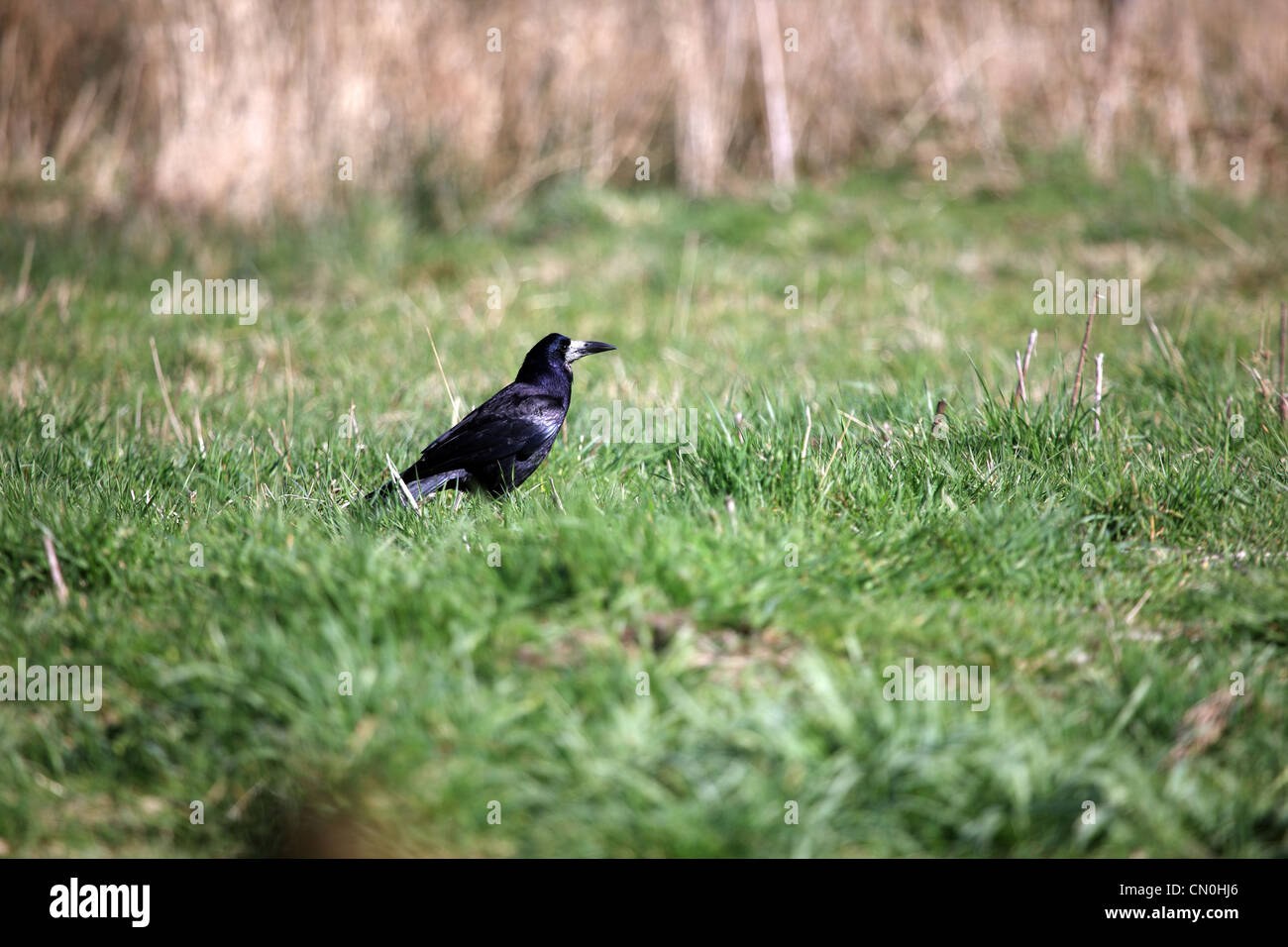 Rook bird hi-res stock photography and images - Alamy