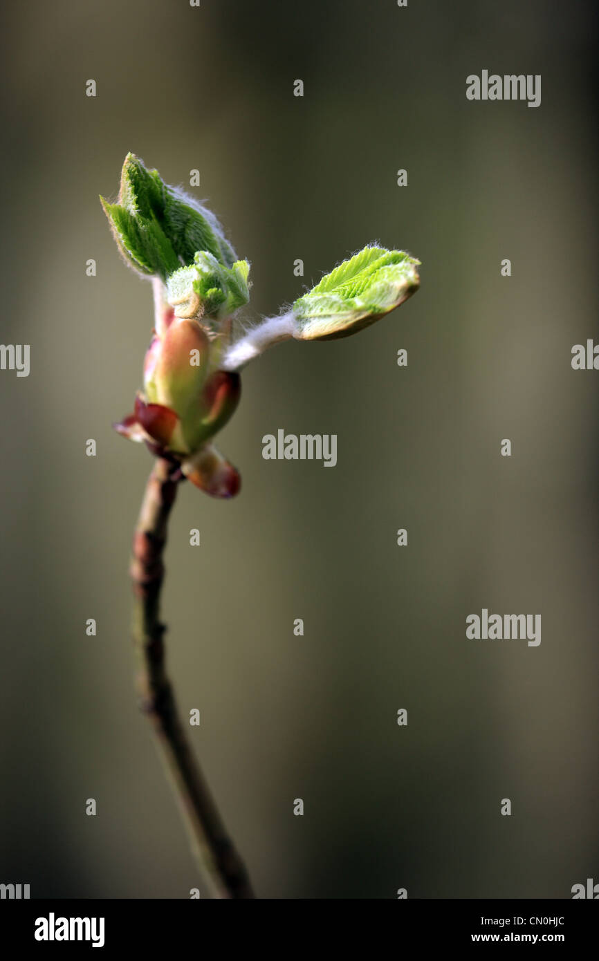 New growth hi-res stock photography and images - Alamy