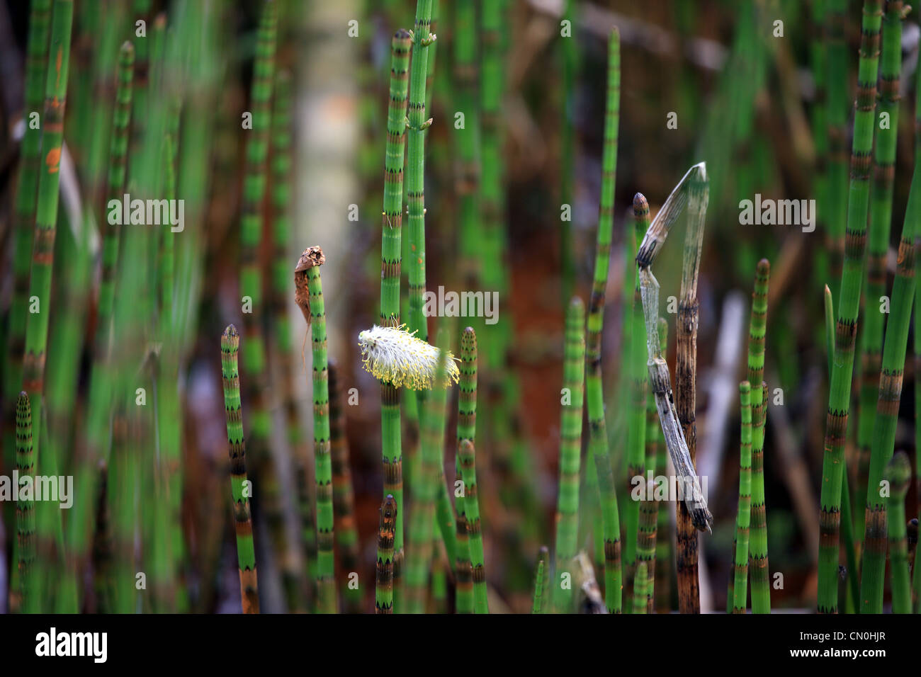 Marsh horsetail hi-res stock photography and images - Alamy