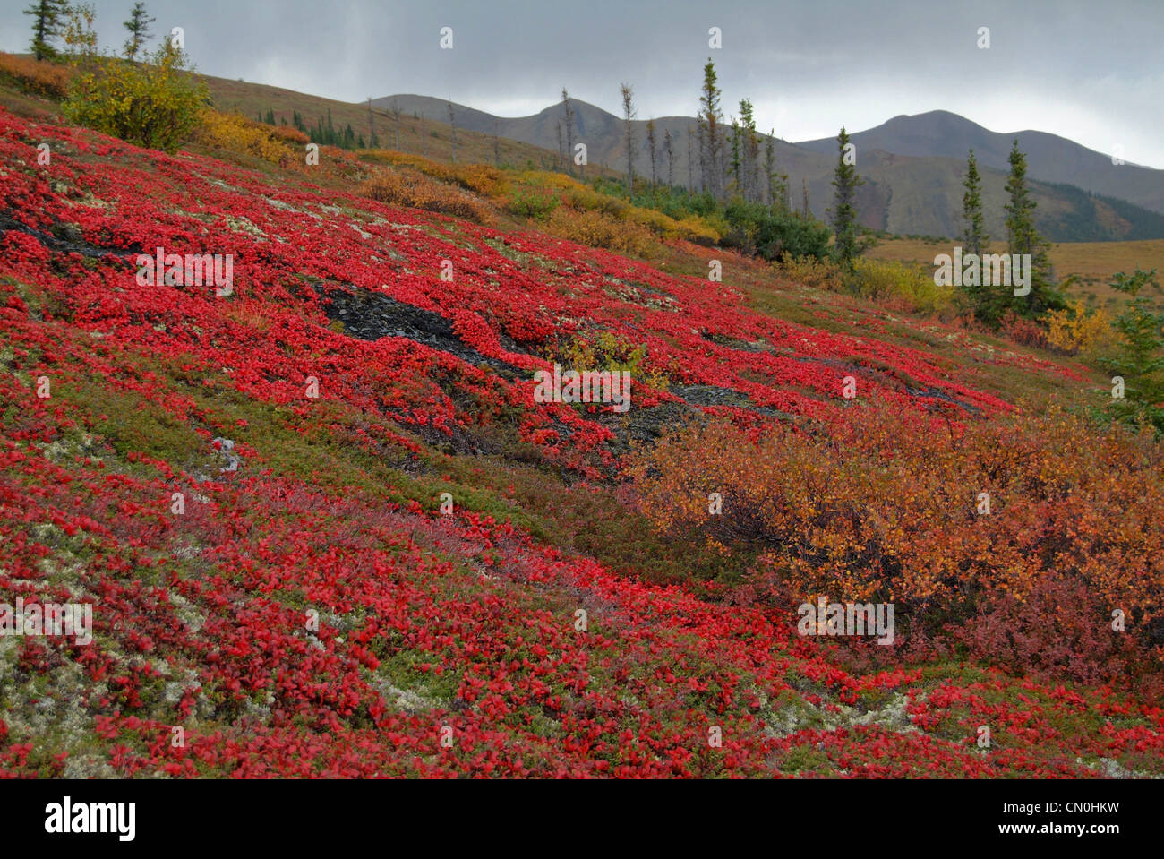Arctic Fall Colours High Resolution Stock Photography and Images - Alamy